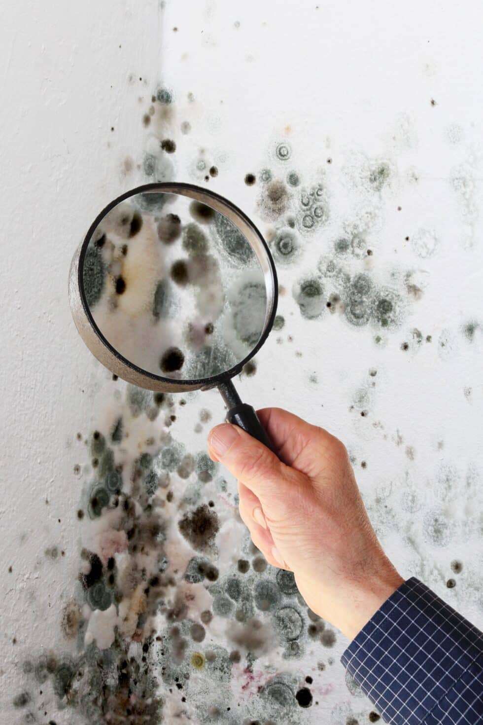 How long does it take for mold to grow in your home? | American Restoration