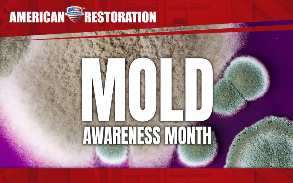 Mold Awareness Month: Protecting Health, Preserving Homes | American ...